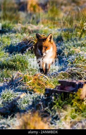 Male red fox foraging around a buzzard feeding area Stock Photo - Alamy