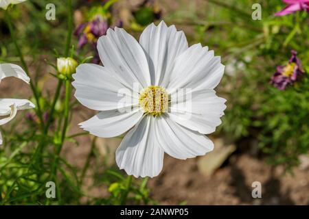 Schmuckkörbchen (Cosmos bipinnatus Stock Photo - Alamy