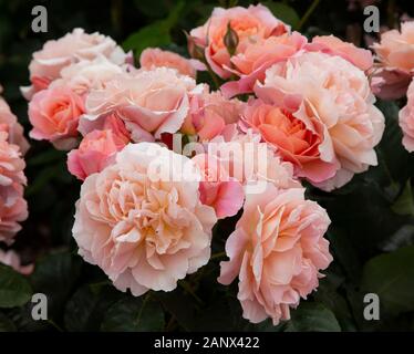 My Mum - Floribunda Matthews Rose Stock Photo - Alamy