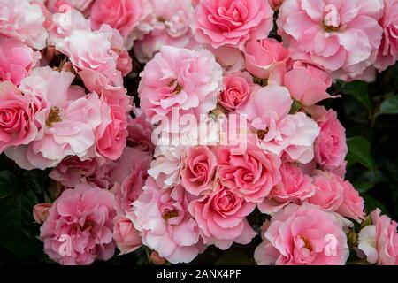 'Love Always' - Floribunda Fry Rose Stock Photo - Alamy