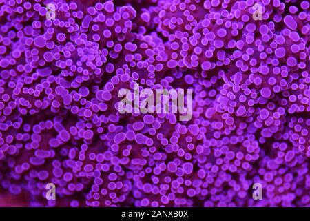 Amazing colorful macro polyps on Frogspawn coral - Euphyllia Divisa ...