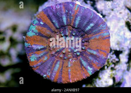 Rainbow Australian Scolymia Coral - (Homophyllia australis Stock Photo ...