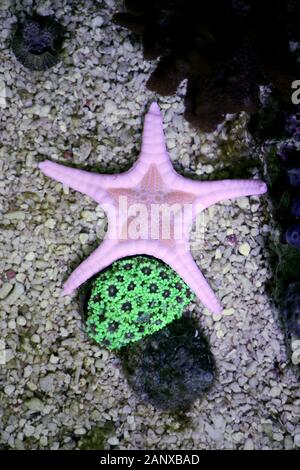 Icon Double Sea Star (Iconaster longimanus Stock Photo - Alamy