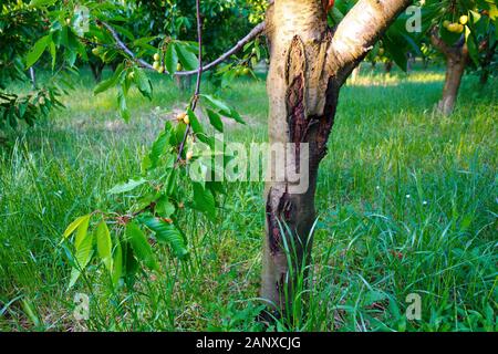 cherry tree disease. bacterial cancer and glue disease in cherry fruit ...