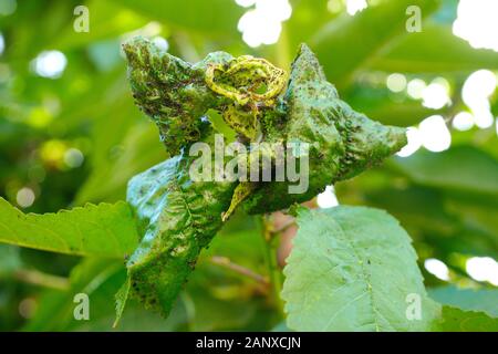Fruit tree disease black cancer caused by the fungus sphaeropsis ...