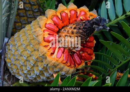 Red Orange Cycadophyta Cycad fruit seed pods ancient tree Carnarvon ...