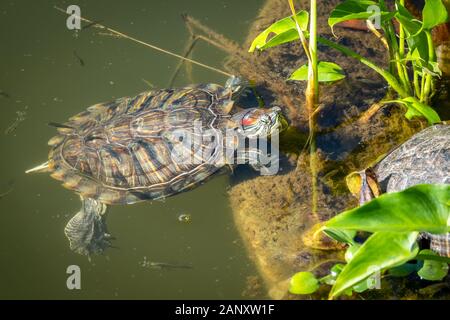 Red-eared turtle swim near the shore of the pond with turquoise water ...