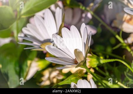 White garden flower Arctotis with blurry background. White gousblom, or ...
