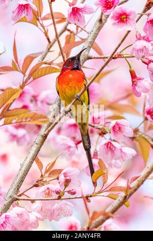 Colorful Mrs. Gould’s Sunbird on blooming wild himalayan cherry Stock ...