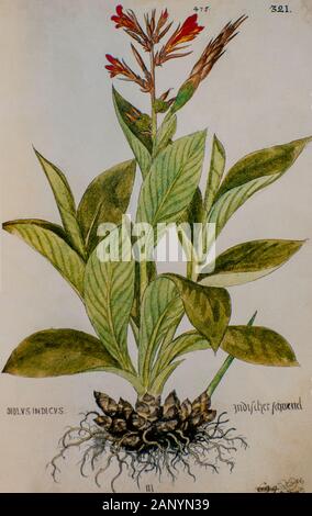 Hand drawn ancient Botanical illustration of a Cucurbita pepo ...