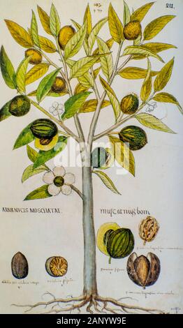 Hand drawn ancient Botanical illustration of a Cucurbita pepo ...