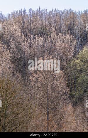 Deciduous forest with budding trees at spring Stock Photo - Alamy