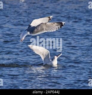 Scavenging gulls at sea fighting on the water for dead fish, the ...