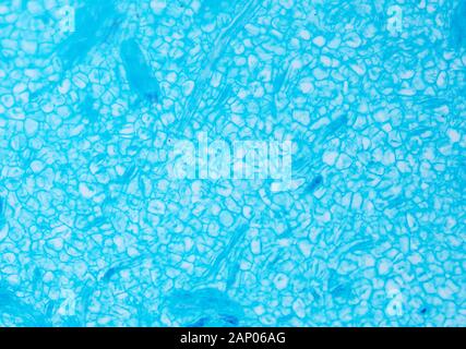 microscopic view of ficus carica fruit - transverse section Stock Photo ...