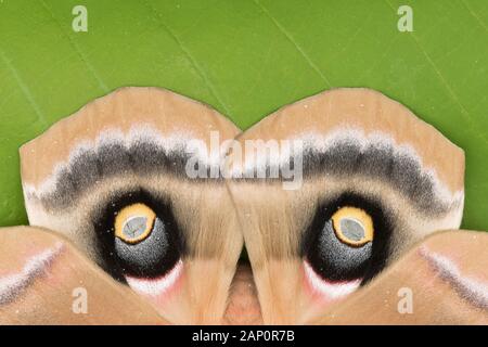 An adult Polyphemus moth (Antheraea polyphemus) on a tree branch with ...