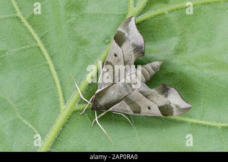 Virginia Creeper Sphinx Moth (Darapsa myron) caterpillar (brown form ...