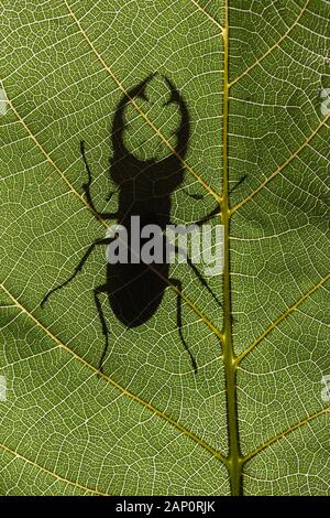 Elephant Stag Beetle (Lucanus elaphus) aka Giant Stage Beetle Congaree ...