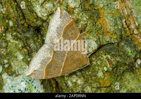 Maple Looper Moth (Parallelia bistriaris Stock Photo - Alamy