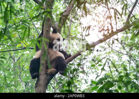 Giant panda over the tree Stock Photo - Alamy