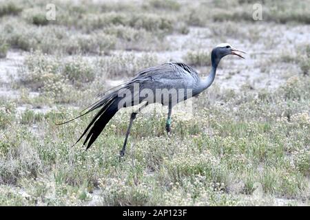 geography / travel, Namibia, Southwest Africa, Mukurob, the "finger" of ...