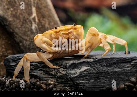 Fire-Crab (Holthuisana cf. lipkei), sitting on a rock Stock Photo - Alamy