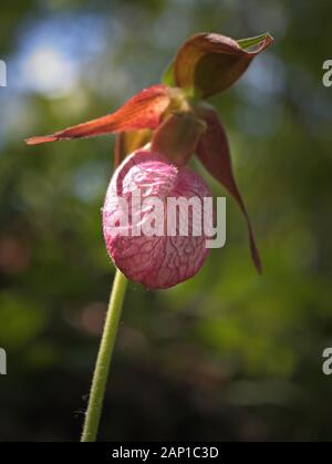 low angle view of fresh flower grass, soft focus Stock Photo - Alamy