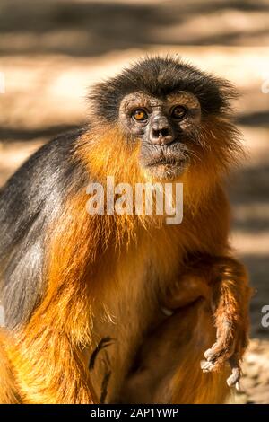 Temminck-Stummelaffe Piliocolobus temminckii, Bijilo Forest Park ...