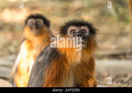 Western Red Colobus Monkey Piliocolobus badius in The Gambia Africa sat ...