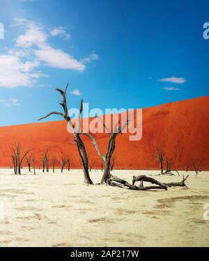 Sand dunes, Camel thorn trees (Vachellia erioloba) at the front ...