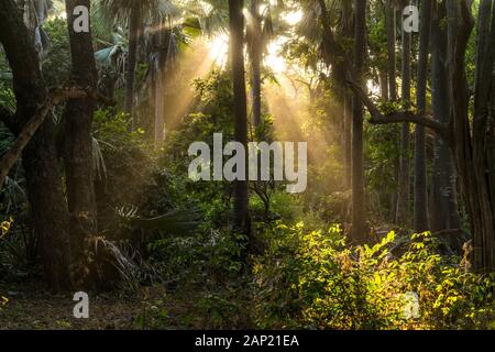 Sonnenstrahlen im Urwald, Bijilo Forest Park, Bijilo, Gambia ...