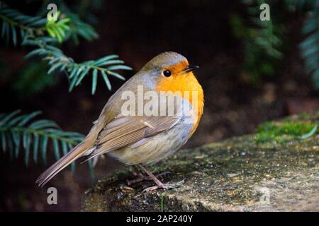 European Robin, Erithacus rubecula, small, UK Garden Bird, Autumn 2020 ...
