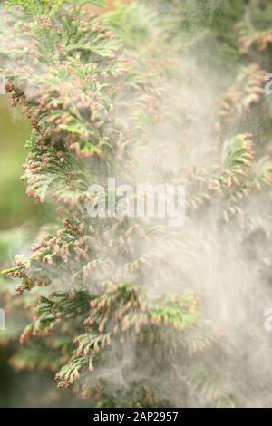 Pollen cloud falling from a conifer tree Stock Photo - Alamy