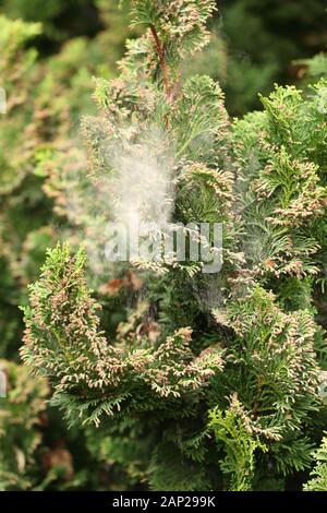 Pollen cloud falling from a conifer tree Stock Photo - Alamy