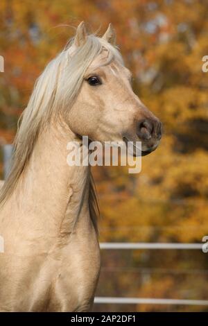 Welsh pony in cob type, stallion, black, section C, Welsh C, federal ...