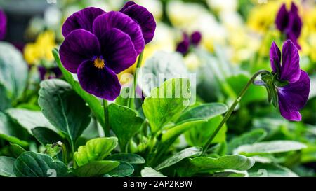 A closeup of purple pansy flowers in the dark room Stock Photo - Alamy