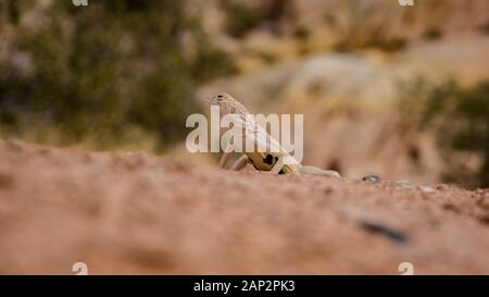 Mojave fringe-toed (Uma inornata) lizard in the Mojave desert, USA ...