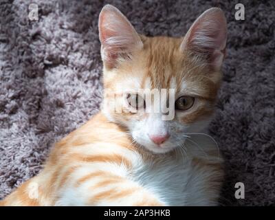 Portrait of Ginger Maine Coon Cat with Red Heart as a gift, Isolated ...
