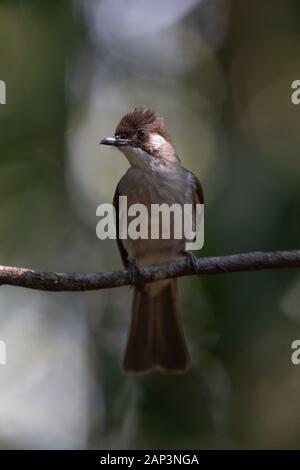 The ashy bulbul (Hemixos flavala) is a species of songbird in the ...