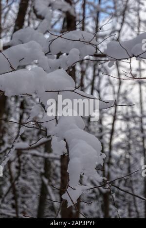 accumulation of snow on branches of a tree Stock Photo - Alamy