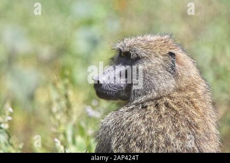Olive Baboon (Papio anubis), Maasai Mara, Kenya Stock Photo - Alamy