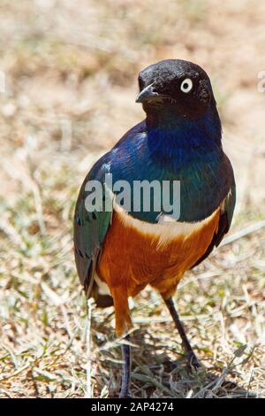 Superb Starling at Masai Mara,Kenya,Africa Stock Photo - Alamy