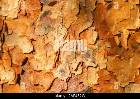 Acer Griseum, Chinese Paperbark Maple Stock Photo - Alamy