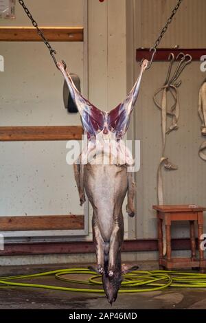 Roe deer getting skinned for processing Stock Photo - Alamy