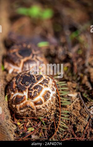 Closeup of Scaly Hedgehog mushroom (Sarcodon imbricatus) in Interior ...