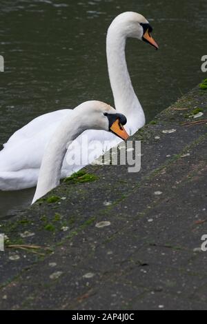 Mute swans on a boating lake at Goodrington Sands, South Devon Stock ...