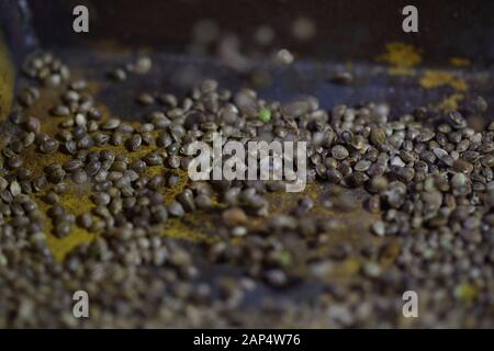 Hemp grains are poured into an iron container Stock Photo - Alamy