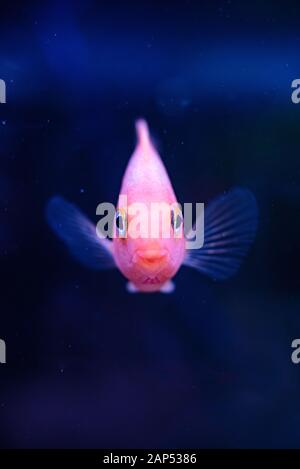 A closeup of a Carp fish face on the water surface Stock Photo - Alamy