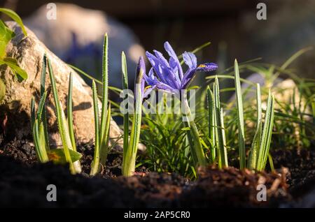 New iris sprout with water drops at white background Stock Photo - Alamy