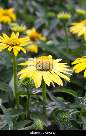 Yellow flowers of Echinacea purpurea 'Sombrero Yellow', in close up, in ...