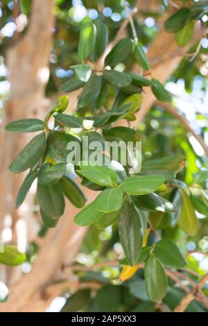 Pimenta racemosa - bay rum tree Stock Photo - Alamy